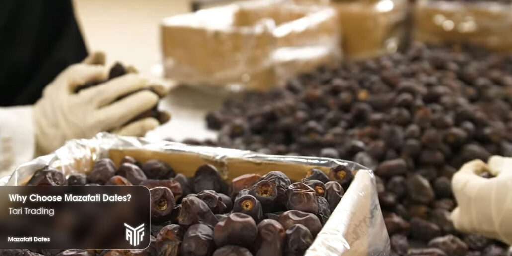 Mazafati Dates [Bam Dates] Supplier & wholesale Price